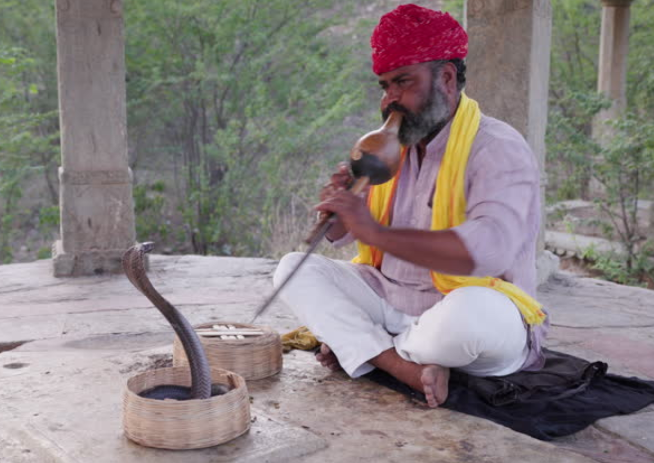 Kenapa Ular Kobra Identik dengan Seruling? - Info Seputar Pati